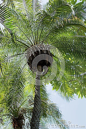 Shade Of A Palm Tree Royalty-Free Stock Image | CartoonDealer.com #29613172