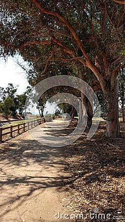 Shaded Pathway Royalty-Free Stock Photo | CartoonDealer.com #97828899