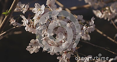 Shadow Cherry Blossom in Spring Daytime Stock Video - Video of nature ...