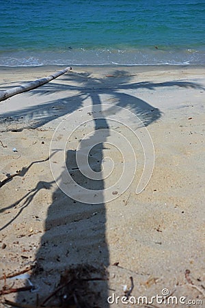 Shadow Of Coconut Tree Stock Image | CartoonDealer.com #43143019