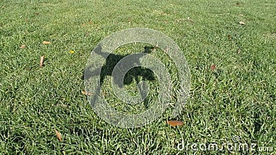 The shadow of a Drone stock video. Video of droneflying - 118200631