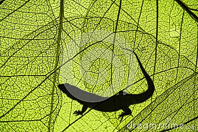 A Shadow Of Lizard On A Green Leaf Stock Photo | CartoonDealer.com ...