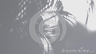 Shadow Palm Leaf in the Wind Blowing Overlay on White Stock Footage ...