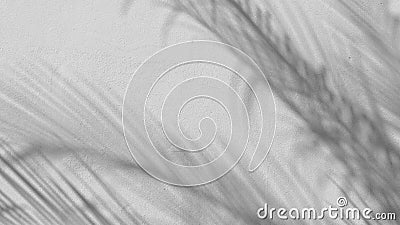 Shadow Palm Leaf in the Wind Blowing Overlay on White Stock Video ...