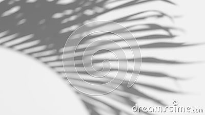 Shadow Palm Leaf in the Wind Blowing Overlay on White Stock Video ...