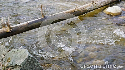River With Rocks Under Bridge Surrounded By Green Leaf Trees During ...