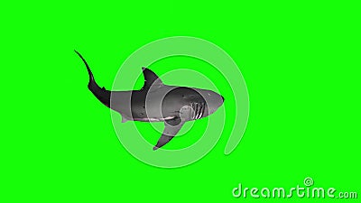Shark Attacking on Green Screen Stock Footage - Video of reef, aquarium ...