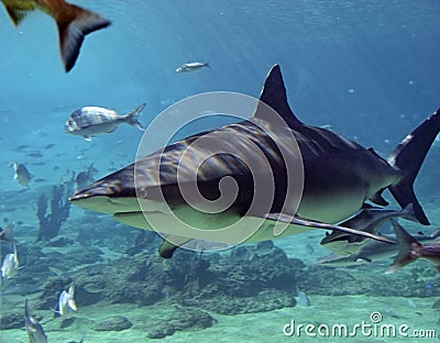 Shark&Cobia Stock Photography - Image: 333402