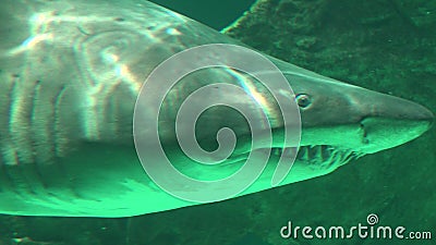 Shark with Sharp Teeth Swimming Stock Footage - Video of sharp ...