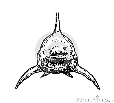 Shark Sketch. Shark Sketch Vector Graphics Monochrome Black-and-white ...