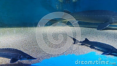 Sharks swimming in pool stock video. Video of predator - 194831751