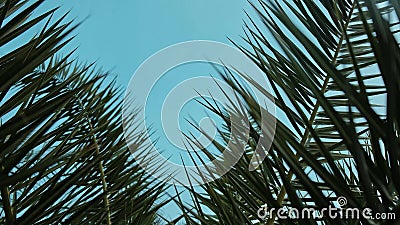 Sharp Green Palm Leaves, Shot from Below. Stock Footage - Video of ...
