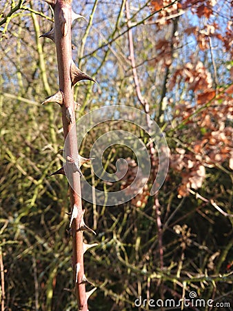 Sharp Menacing Thorns On A Thick Stem Caught Pierced Cut Tear Rip Prick ...