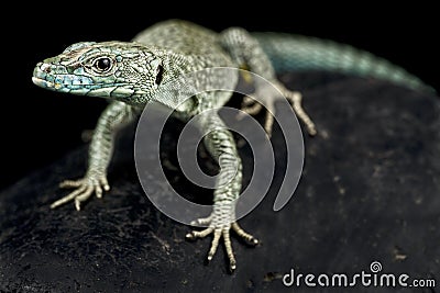 Sharp-snouted Rock Lizard Dalmatolacerta Oxycephala Stock Image ...