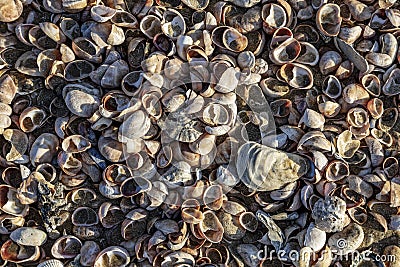 Sheels On The Beach Royalty-Free Stock Photography | CartoonDealer.com ...