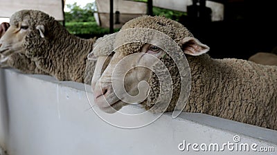 Sheep Chewing the Cud Closeup Stock Footage - Video of male, chewing ...