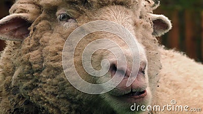 Sheep Chewing the Cud Closeup Stock Footage - Video of grazing, farming ...