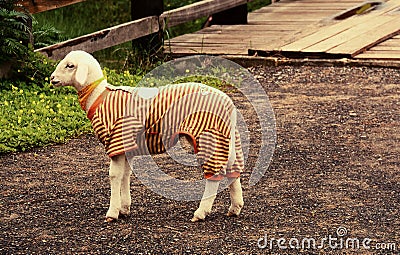 Sheep In Clothing Stock Photo - Image: 42770418