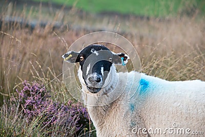 Sheep Face On Stock Photo | CartoonDealer.com #58981380