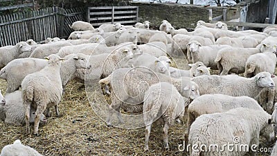 Sheep Farm, Herd Outside Bio Organic Wool Farming Stock Footage - Video ...