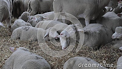 Laying Down Sheep stock video. Video of mammal, farm - 172903499