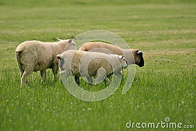 Sheep On Pasture, Ireland Royalty Free Stock Image - Image: 7086766