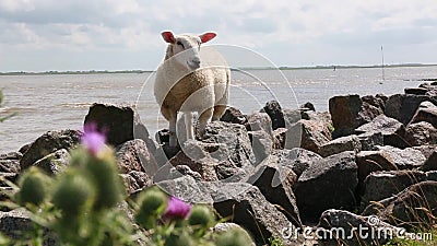 Sheep at the Sea stock video. Video of single, idea - 107398597