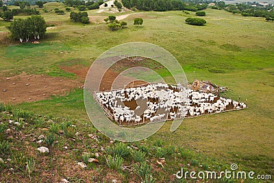 Sheep In Sheepfold Royalty Free Stock Photography - Image: 24200197