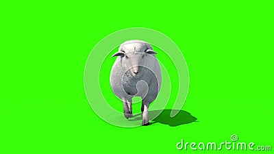 Sheep Walkcycle Front Green Screen 3D Rendering Animation Stock Video ...