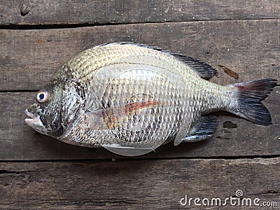 The Sheepshead, Scup, And Red/black Seabream, Pagrus Major Royalty-Free ...
