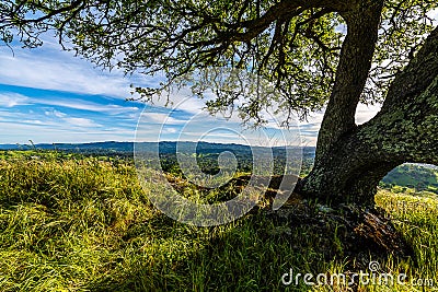 Shell Ridge And Mount Diablo State Park Royalty-Free Stock Photo ...