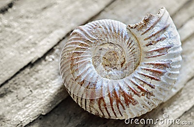 Shell On Wood Royalty Free Stock Image - Image: 13730286