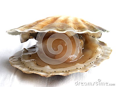 Shellfish Stock Photos - Image: 11618893