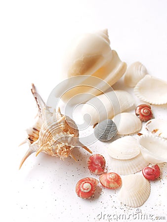 Shells - Sea Still Life Stock Photo - Image: 5184040