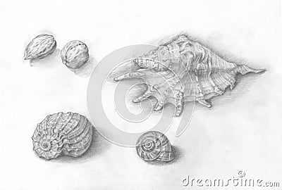 Shells, Snail And Walnuts Pencil Drawing Stock Photos - Image: 36334283
