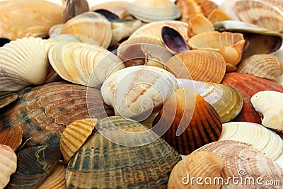 Shelly Background Royalty-Free Stock Image | CartoonDealer.com #47433934