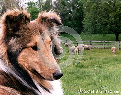 Sheltie And Sheep Stock Photos - Image: 2128463