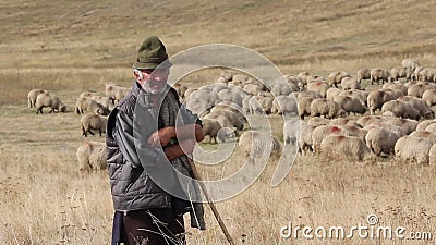 Sheperd Guarding Sheep on Pasture Meadow Stock Video - Video of guard ...