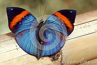 A Shiny Blue Butterfly Stock Photography - Image: 29530192