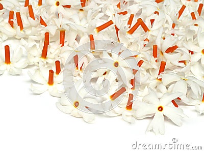 Shiuli Flower Royalty Free Stock Photos - Image: 16556658