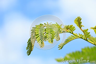 Shoot Leaves On Sky Background Royalty-Free Stock Photography ...