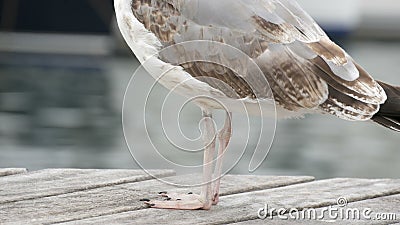 Close-up Shooting of Bay and Moorage Along Which a Large White Seagull ...