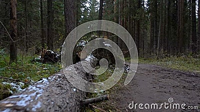 Shooting of Fallen Pine Tree in the Forest Stock Footage - Video of ...