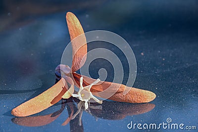 Shorea, White Meranti, Dipterocarpaceae Flower And Fruit Seed Fall Down ...