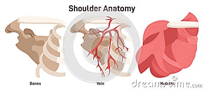Shoulder Anatomy. Bones, Muscles Veins And Arteries Of The Shoulder ...