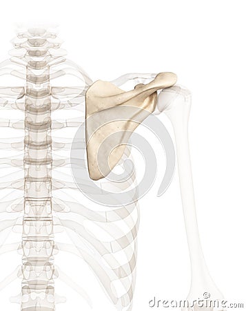Bones of the Right Shoulder Stock Vector - Illustration of bones ...
