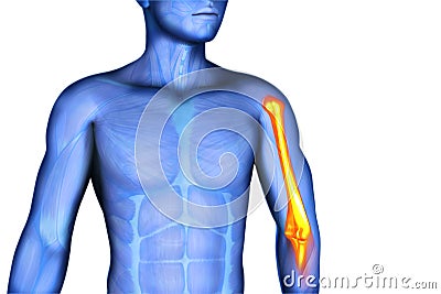 Shoulder Scapula Clavicle Royalty-Free Cartoon | CartoonDealer.com ...