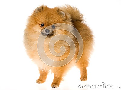 Show Champion Pomeranian On White Background Stock Photo - Image: 10468500