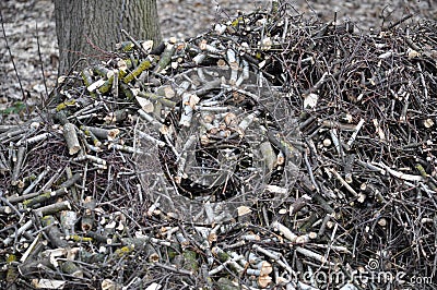Shredded Branches Of Trees And Shrubs Stock Image | CartoonDealer.com ...