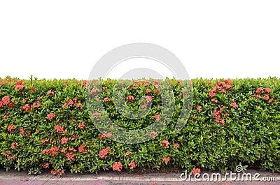 Shrub Fence Stock Image - Image: 26458171